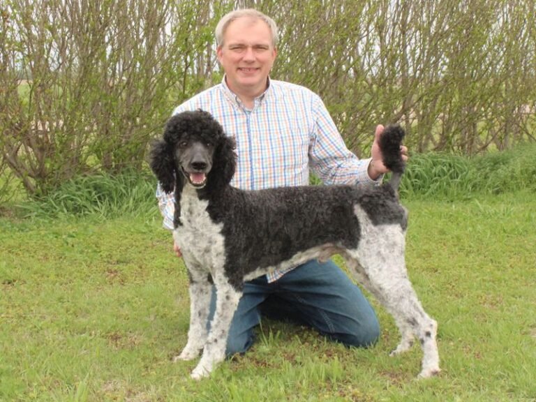 Meet Our Sires | Champion Poodle Studs at Renowned Poodles